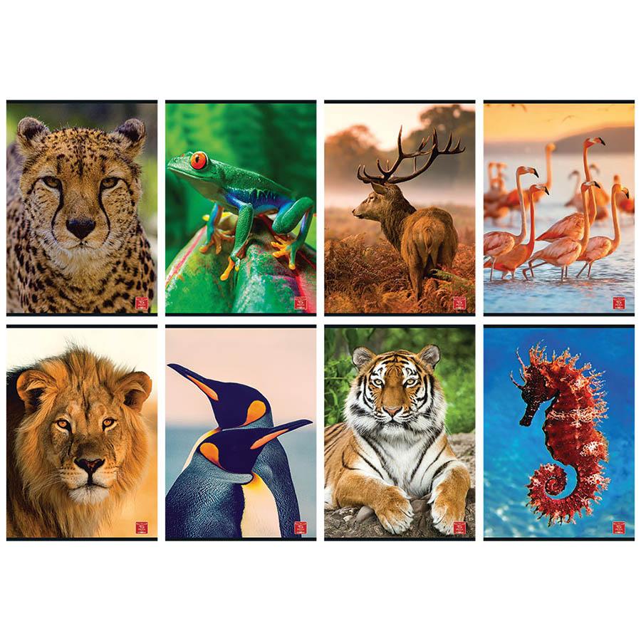 Bilježnica A4/D Pigna Animal - Dantkom